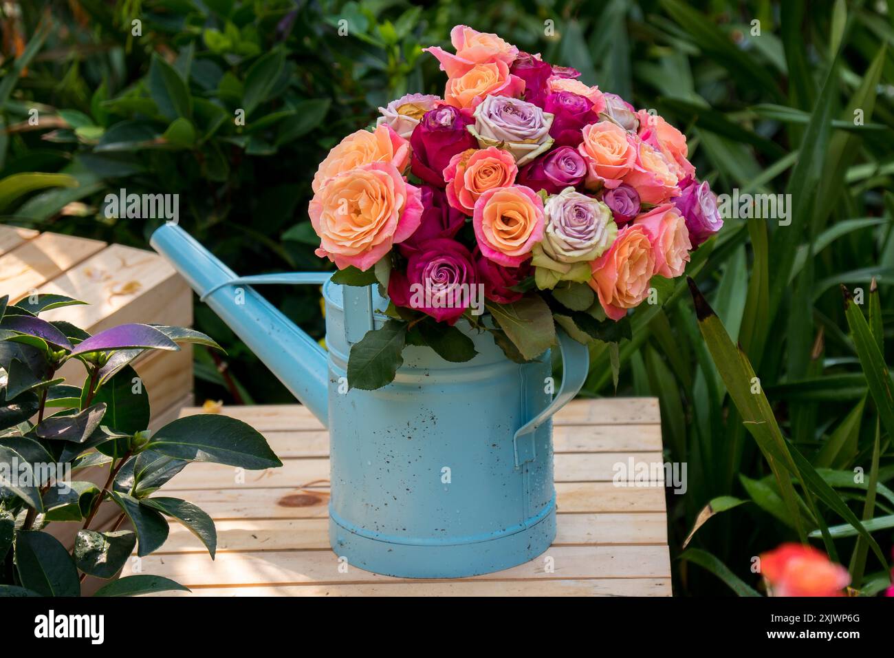 Assorted Roses in Water Bucket Stock Photo - Alamy