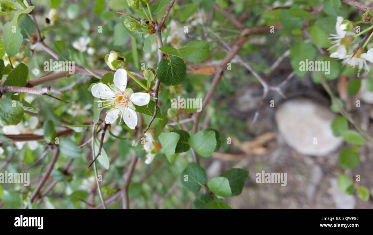 Desert Apricot (Prunus fremontii) Plantae Stock Photo - Alamy