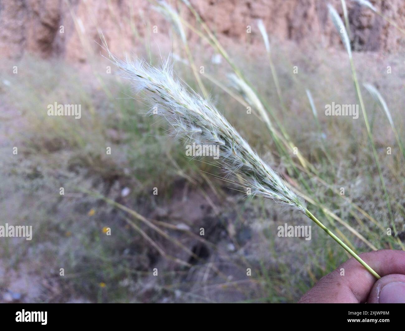 Cane Bluestem (Bothriochloa barbinodis) Plantae Stock Photo - Alamy