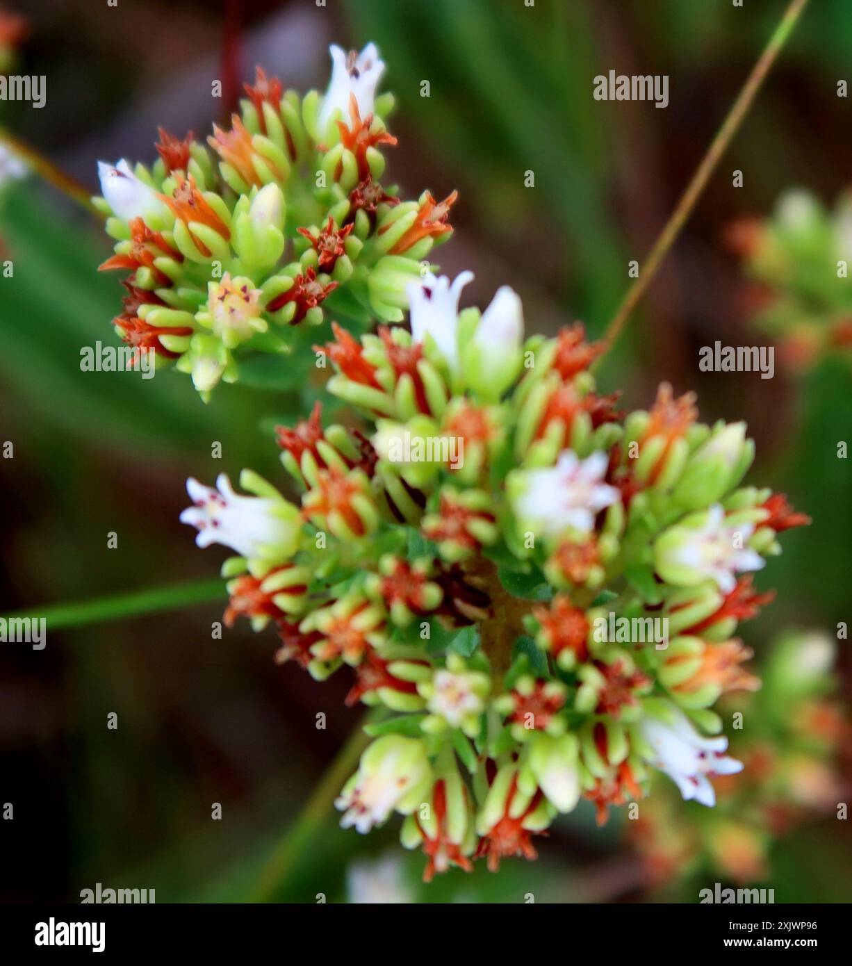 (Crassula ericoides ericoides) Plantae Stock Photo - Alamy
