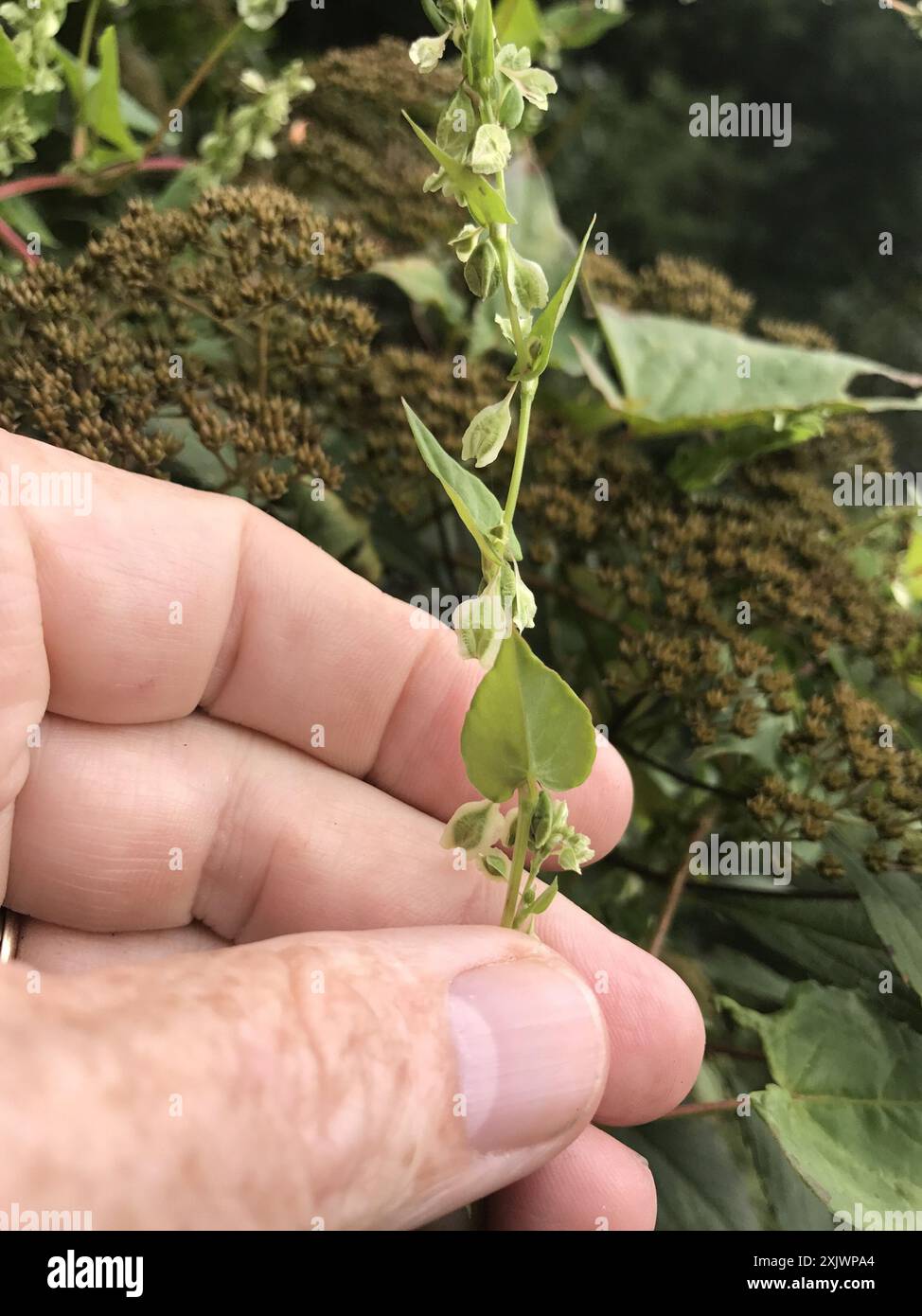 Climbing Buckwheat (Fallopia cristata) Plantae Stock Photo - Alamy