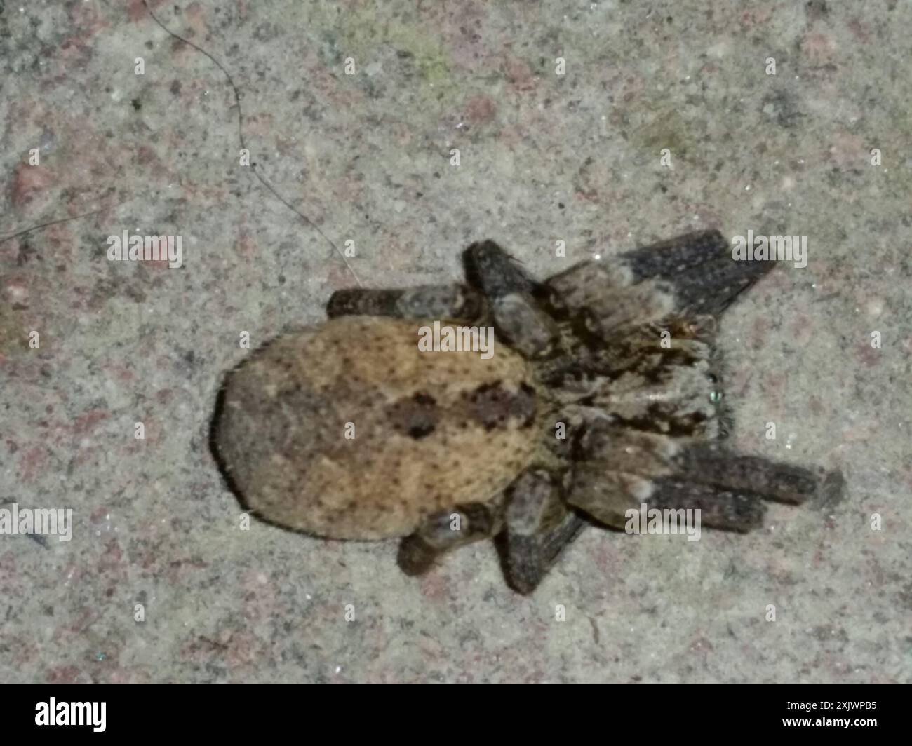 Mediterranean Spiny False Wolf Spider (Zoropsis spinimana) Arachnida ...