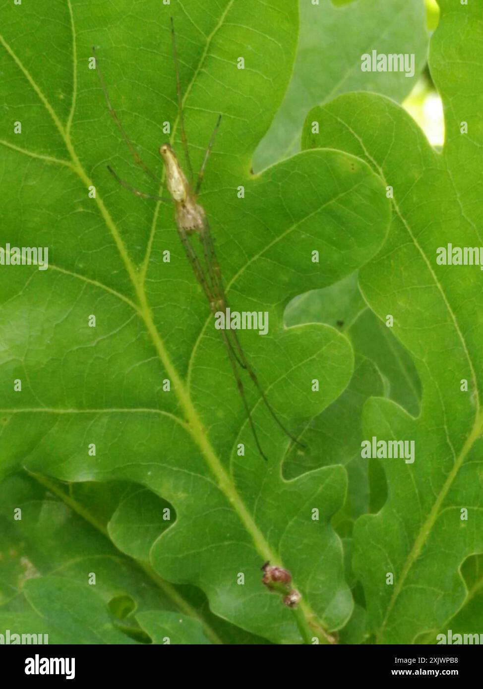Common Stretch Spider (Tetragnatha extensa) Arachnida Stock Photo - Alamy