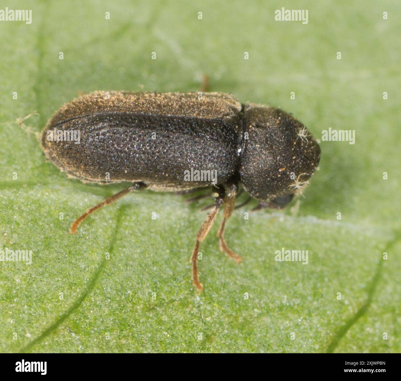 Death-watch Beetles (Ptilinus) Insecta Stock Photo - Alamy