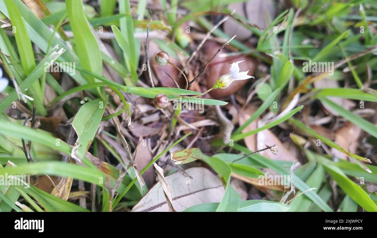 Blue Pigroot (Sisyrinchium micranthum) Plantae Stock Photo - Alamy