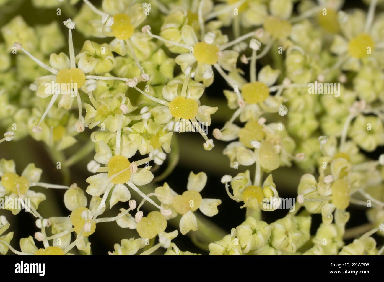 sea-watch (Angelica lucida) Plantae Stock Photo - Alamy