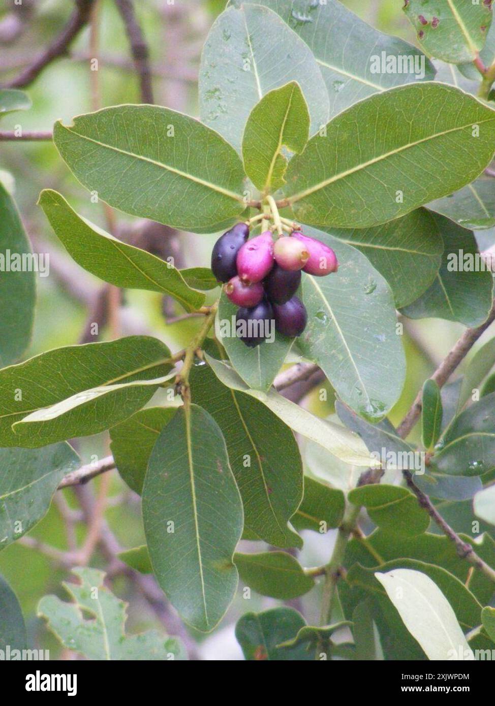 Common Waterberry (Syzygium cordatum cordatum) Plantae Stock Photo - Alamy