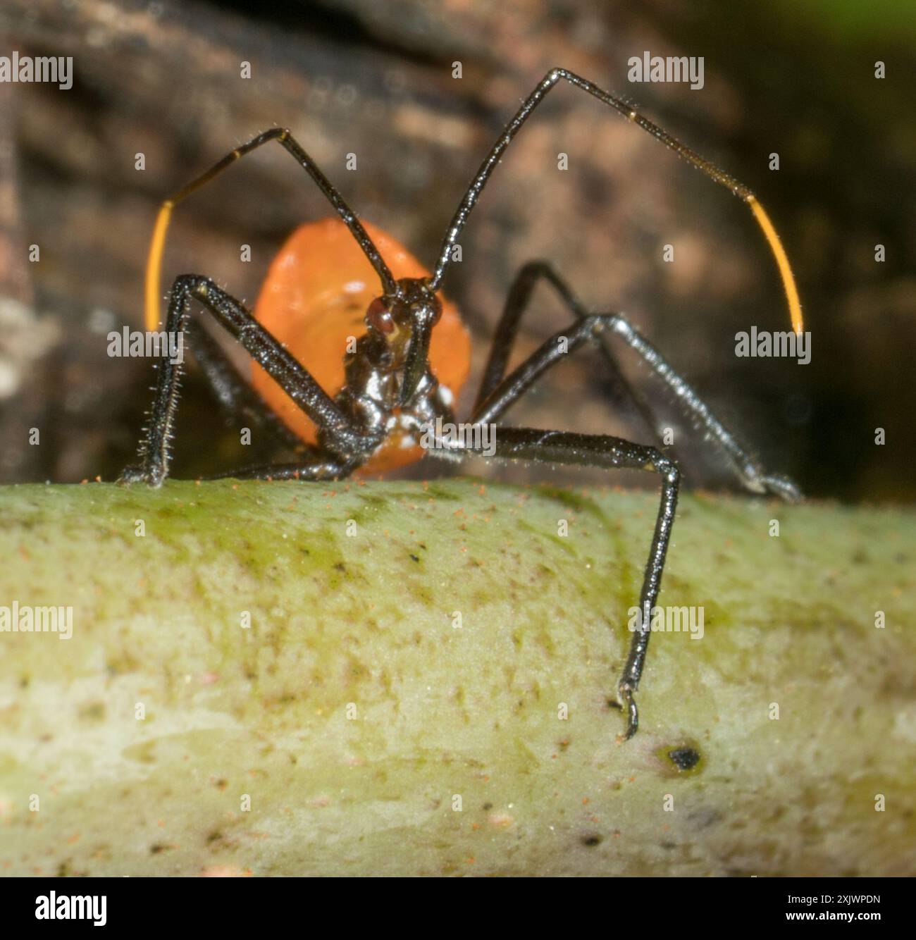 North American Wheel Bug (Arilus cristatus) Insecta Stock Photo - Alamy