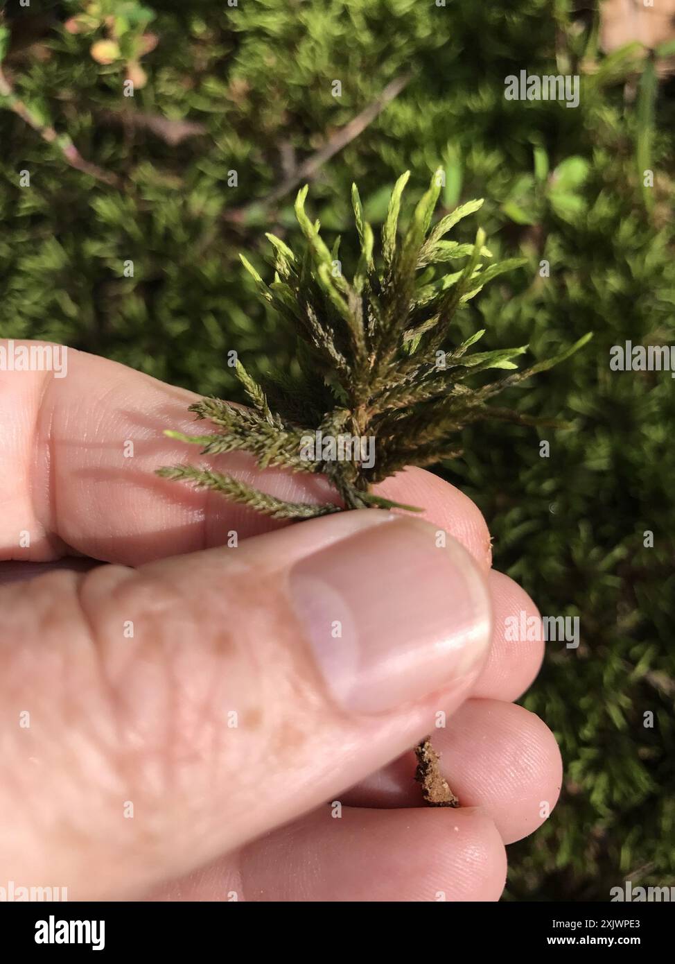 American Tree Moss (Climacium americanum) Plantae Stock Photo - Alamy