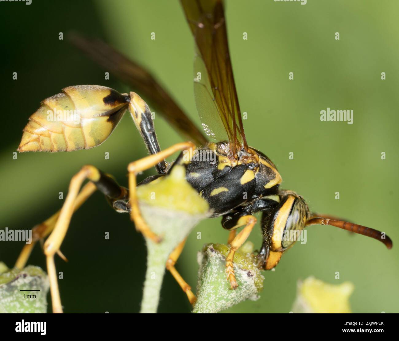 Western Paper Wasp (Mischocyttarus flavitarsis) Insecta Stock Photo - Alamy