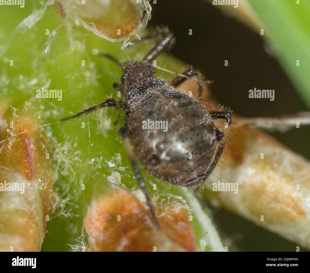 Giant Conifer Aphids (Cinara) Insecta Stock Photo - Alamy