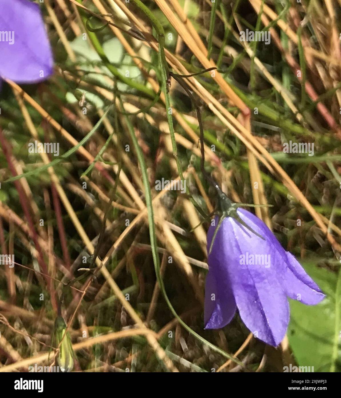 Common Harebell (Campanula rotundifolia) Plantae Stock Photo - Alamy