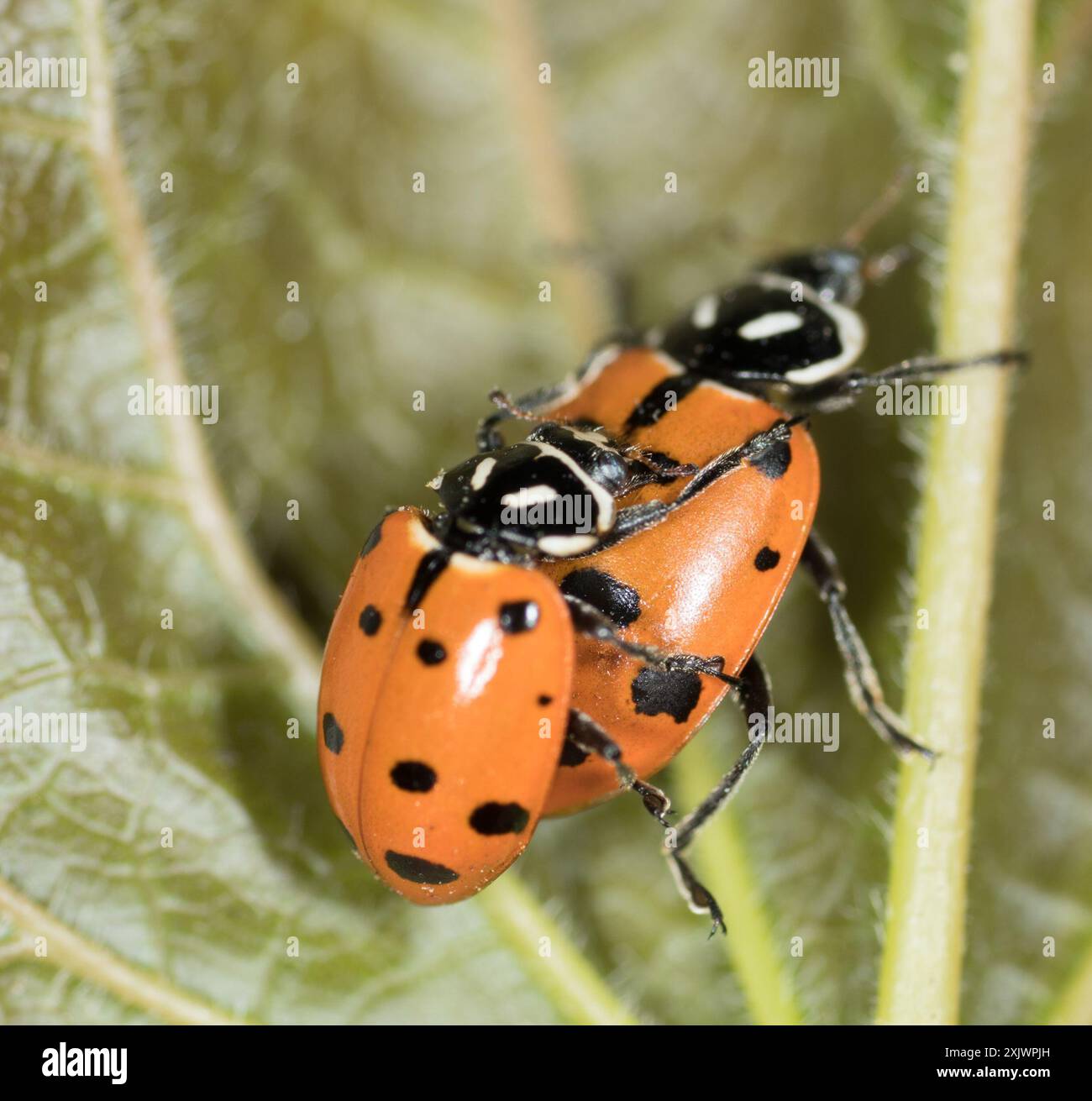 Convergent Lady Beetle (Hippodamia convergens) Insecta Stock Photo - Alamy