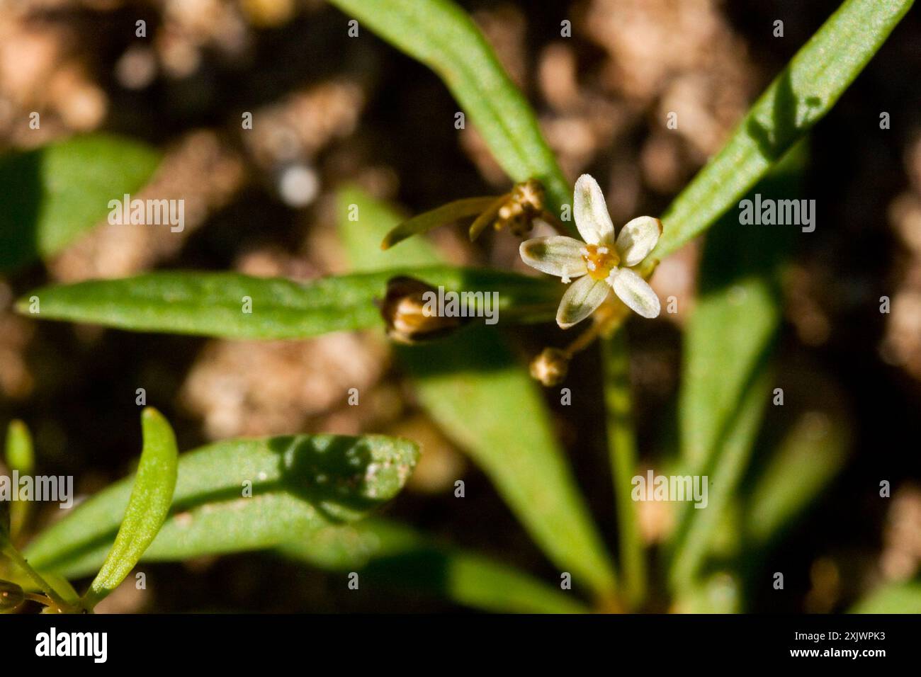 green carpetweed (Mollugo verticillata) Plantae Stock Photo - Alamy