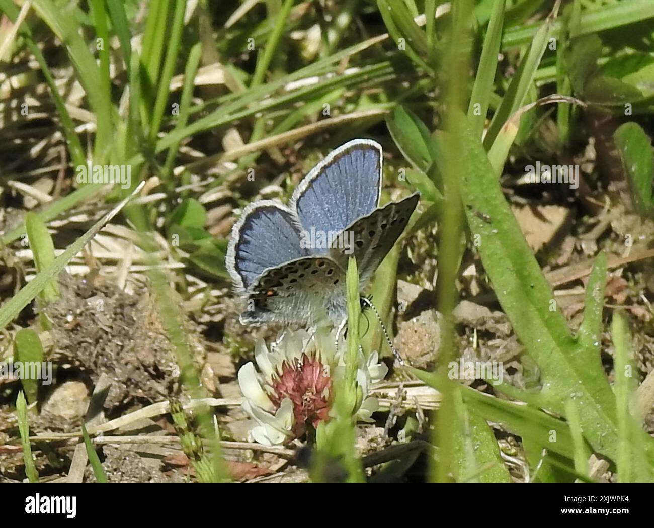 Gossamer-winged Butterflies (Lycaenidae) Insecta Stock Photo - Alamy