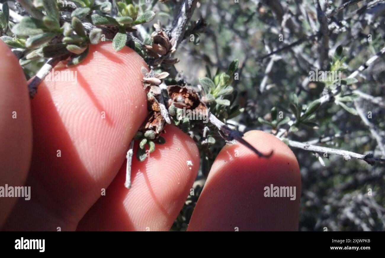 Blackbrush (Coleogyne ramosissima) Plantae Stock Photo - Alamy