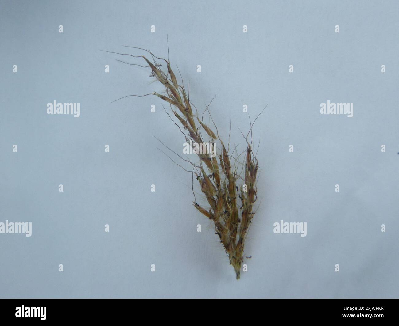 woolly beardgrass (Erianthus alopecuroides) Plantae Stock Photo - Alamy