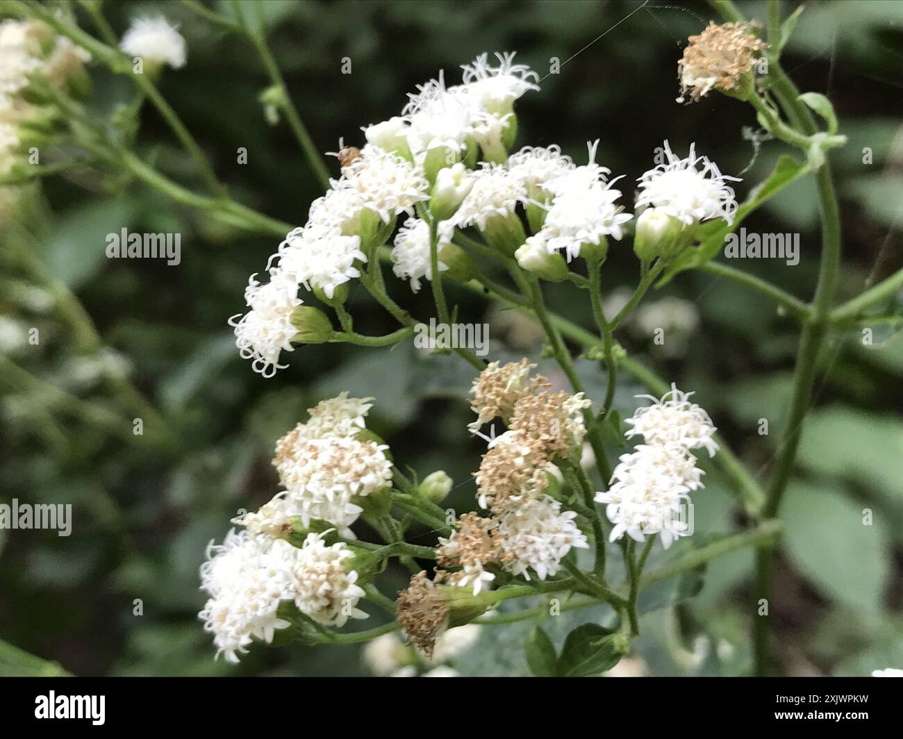 white snakeroot (Ageratina altissima) Plantae Stock Photo - Alamy