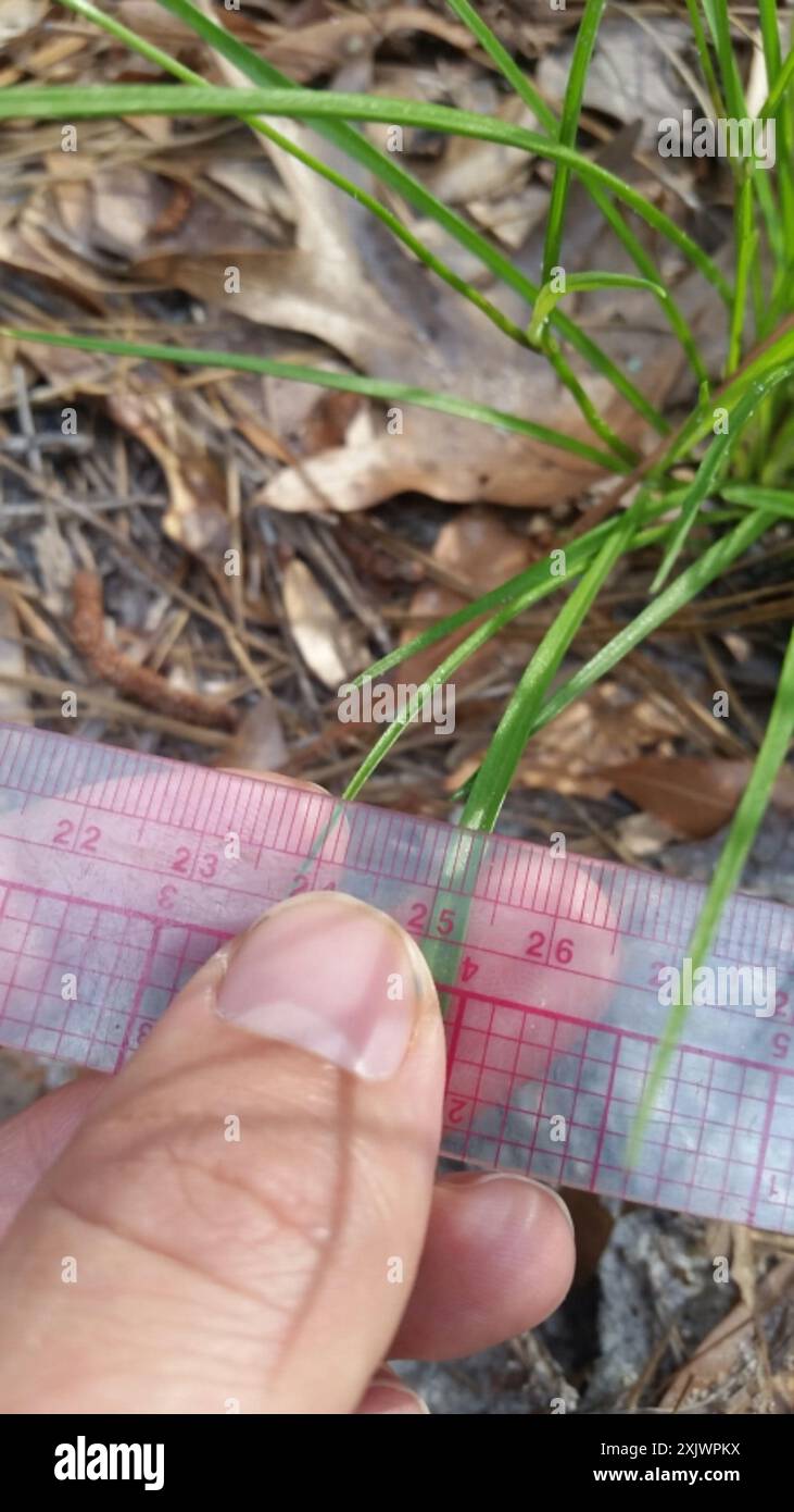 Grassleaf Roseling (Callisia graminea) Plantae Stock Photo - Alamy