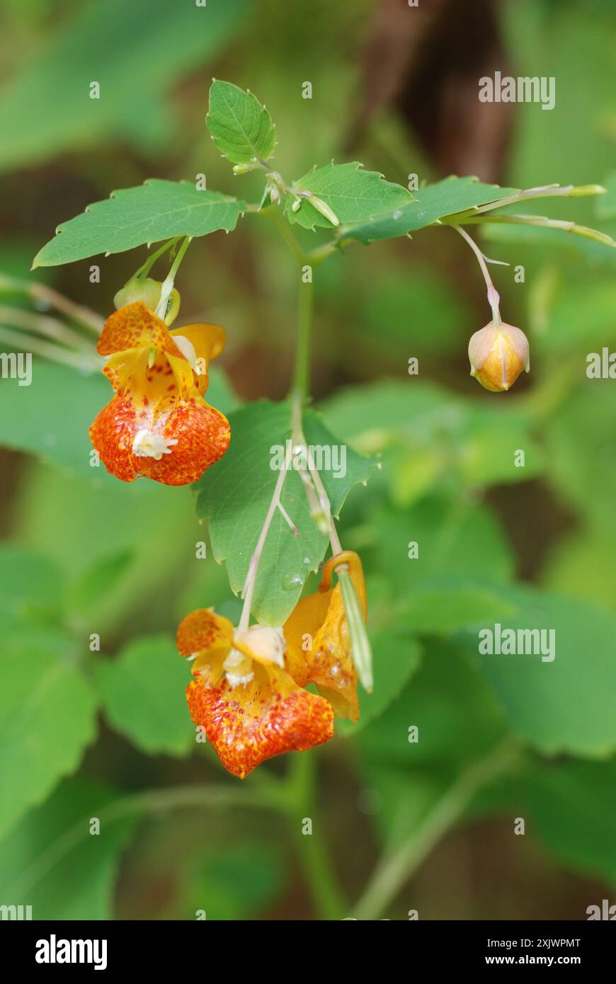 common jewelweed (Impatiens capensis) Plantae Stock Photo - Alamy