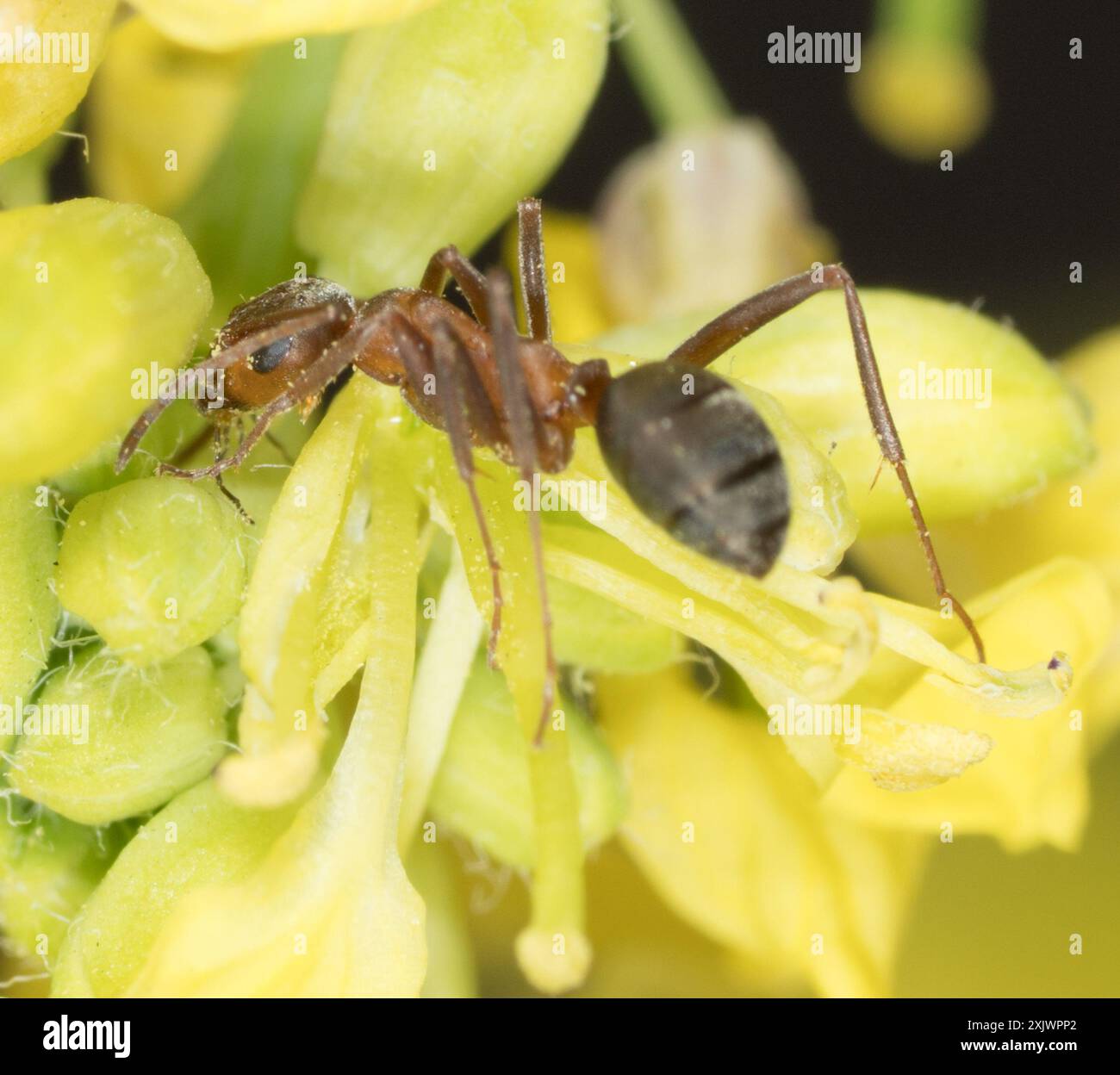 fusca-group Field Ants and Allies (Formica fusca) Insecta Stock Photo ...
