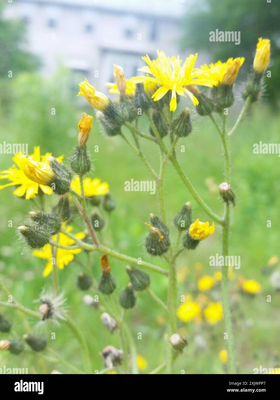 meadow hawkweed (Pilosella caespitosa) Plantae Stock Photo - Alamy