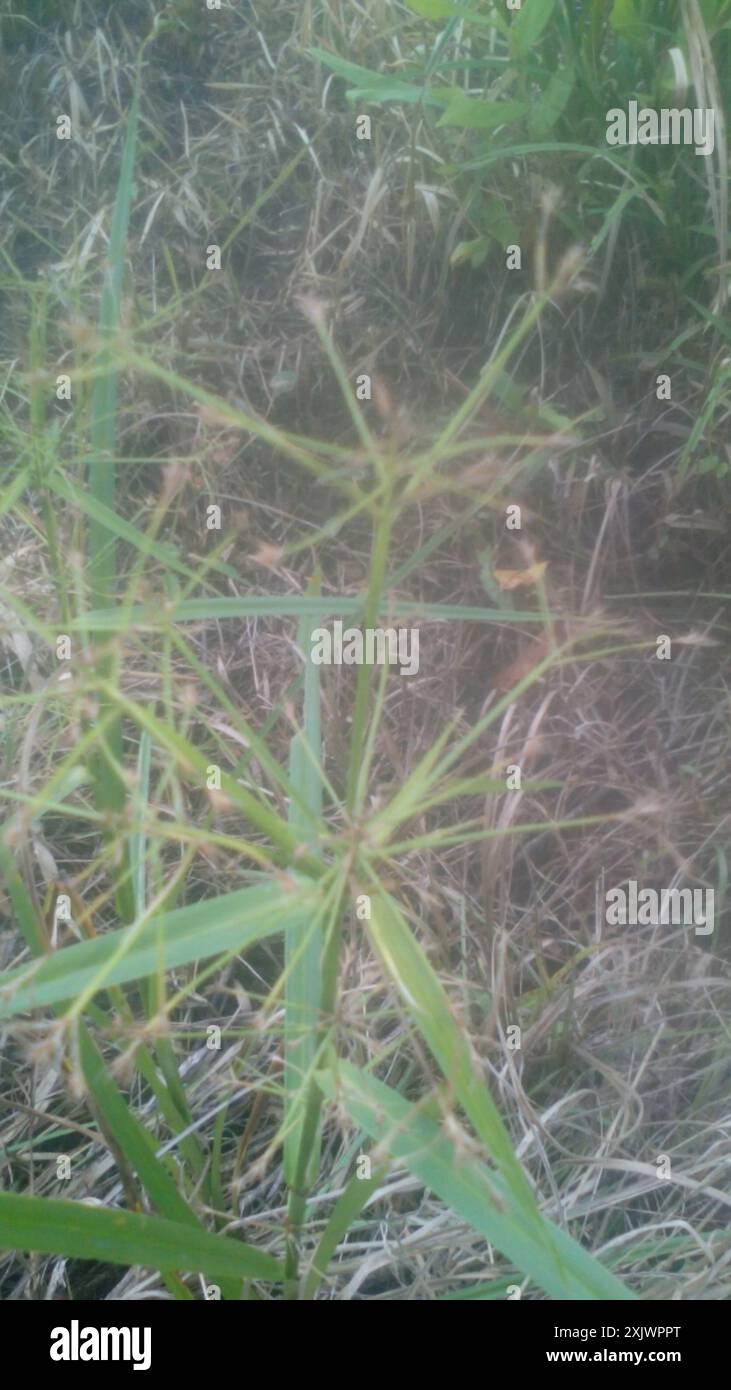 monocots (Liliopsida) Plantae Stock Photo - Alamy