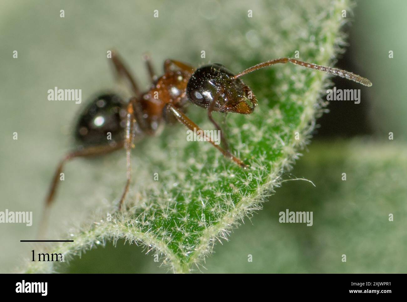 Wood, Mound, and Field Ants (Formica) Insecta Stock Photo - Alamy