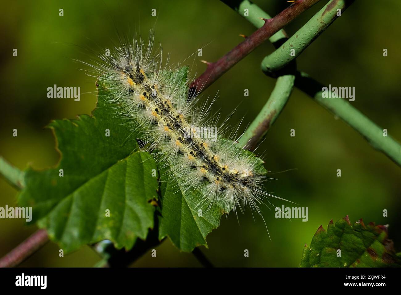 Fall Webworm Moth (Hyphantria cunea) Insecta Stock Photo - Alamy
