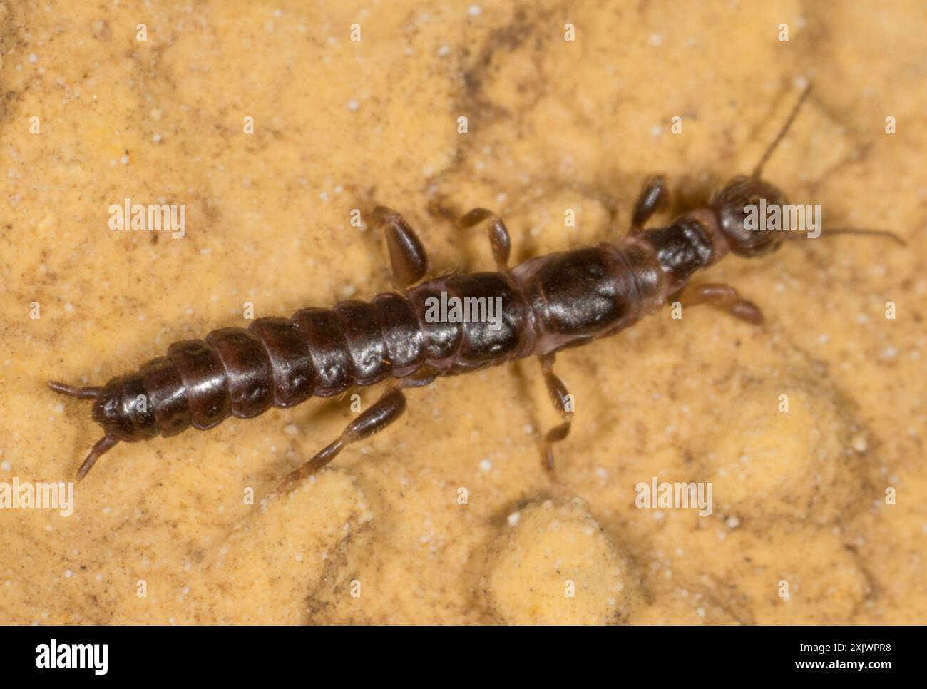 Webspinners (Embioptera) Insecta Stock Photo - Alamy