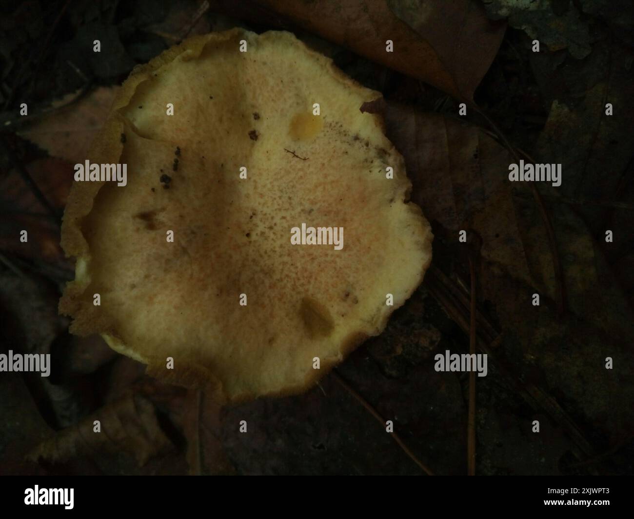 Slippery Jacks (Suillus) Fungi Stock Photo - Alamy