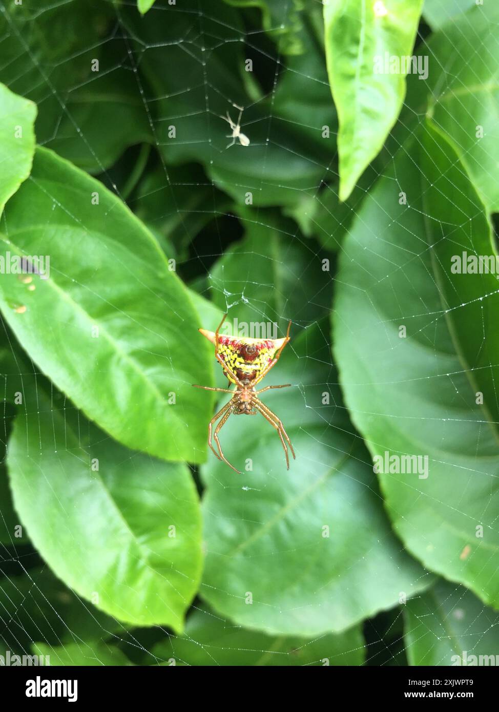 Arrow-shaped Orbweaver (Micrathena sagittata) Arachnida Stock Photo - Alamy