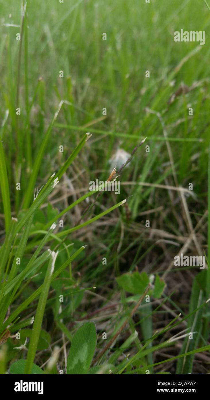 Trumpet Leafminer Moths (Tischeriidae) Insecta Stock Photo - Alamy