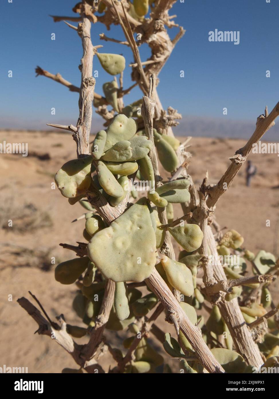 salt tree (Nitraria retusa) Plantae Stock Photo - Alamy
