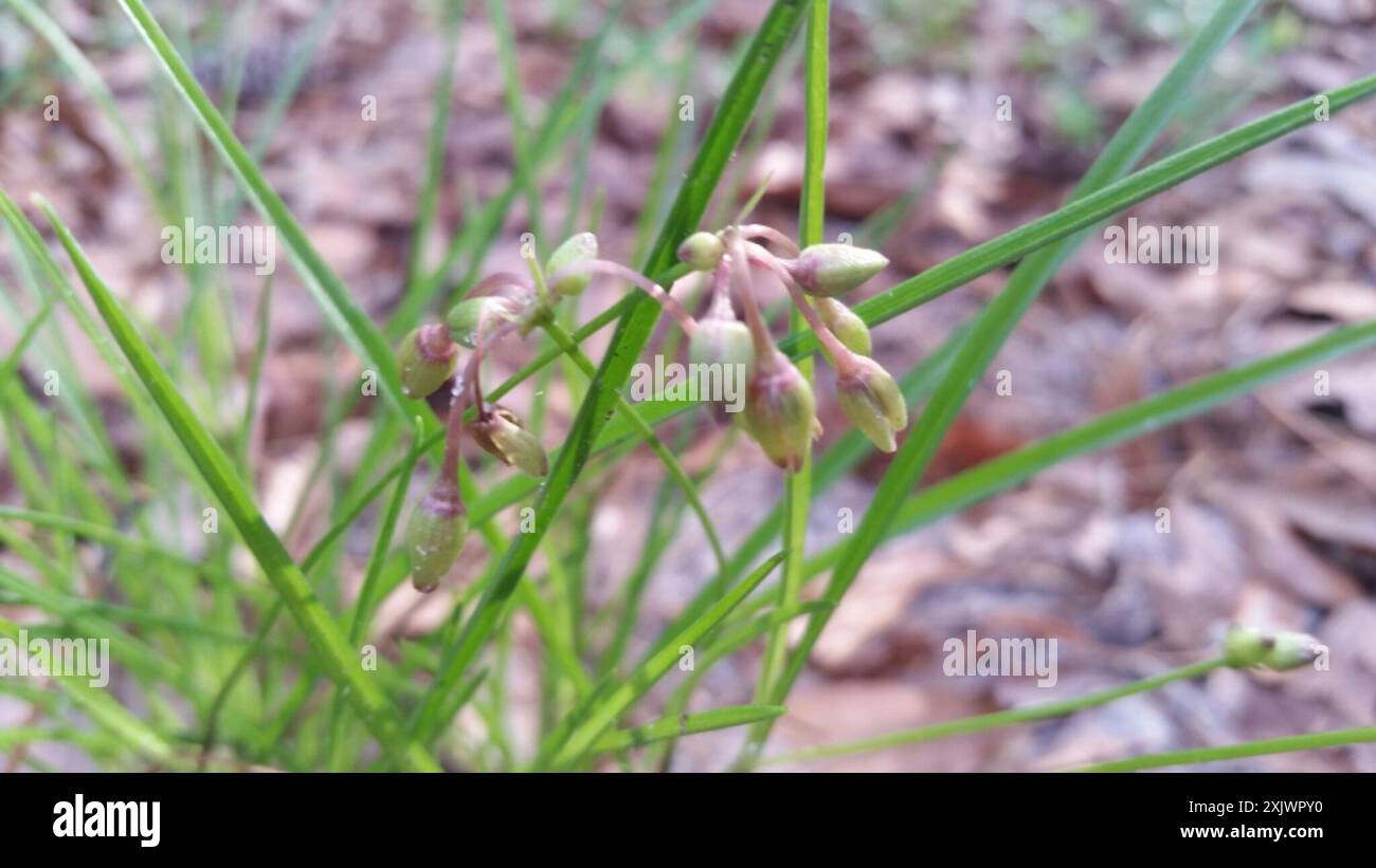 Grassleaf Roseling (Callisia graminea) Plantae Stock Photo - Alamy