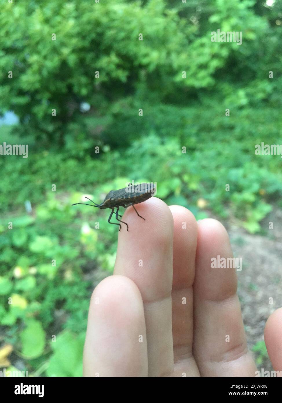 Squash Bug (Anasa tristis) Insecta Stock Photo - Alamy