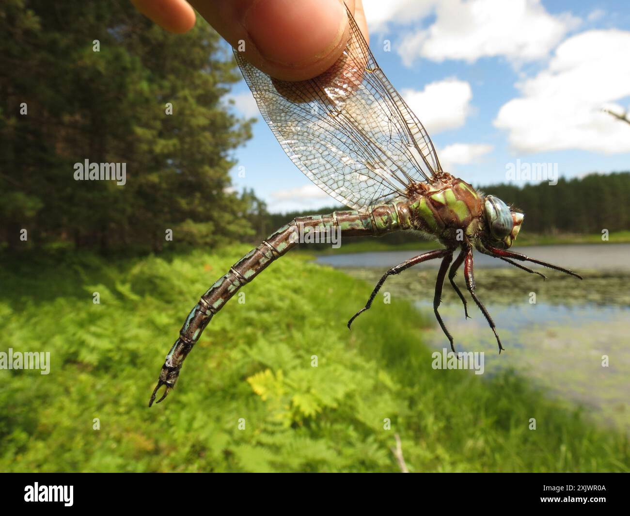 Cyrano Darner (Nasiaeschna pentacantha) Insecta Stock Photo - Alamy