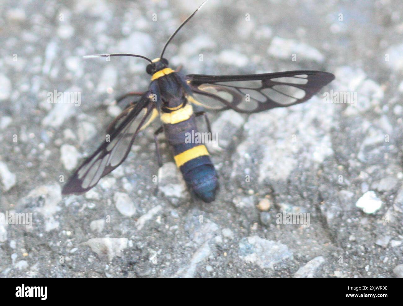Handmaiden moth hi-res stock photography and images - Alamy