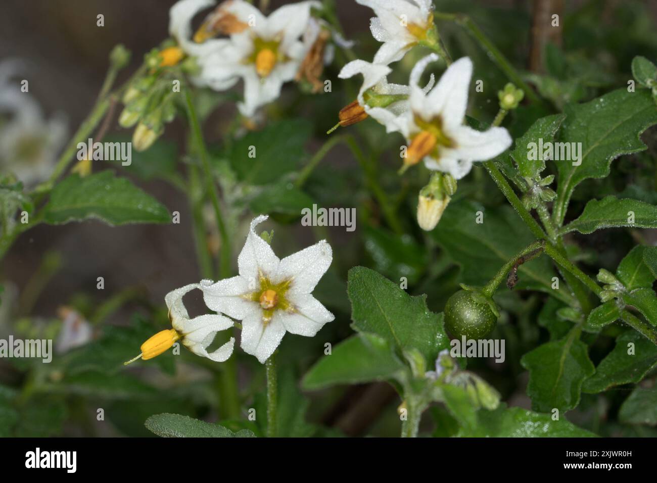 greenspot nightshade (Solanum douglasii) Plantae Stock Photo - Alamy