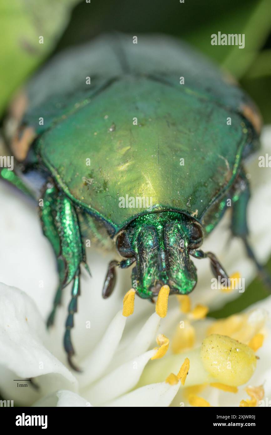 Figeater Beetle (Cotinis mutabilis) Insecta Stock Photo - Alamy