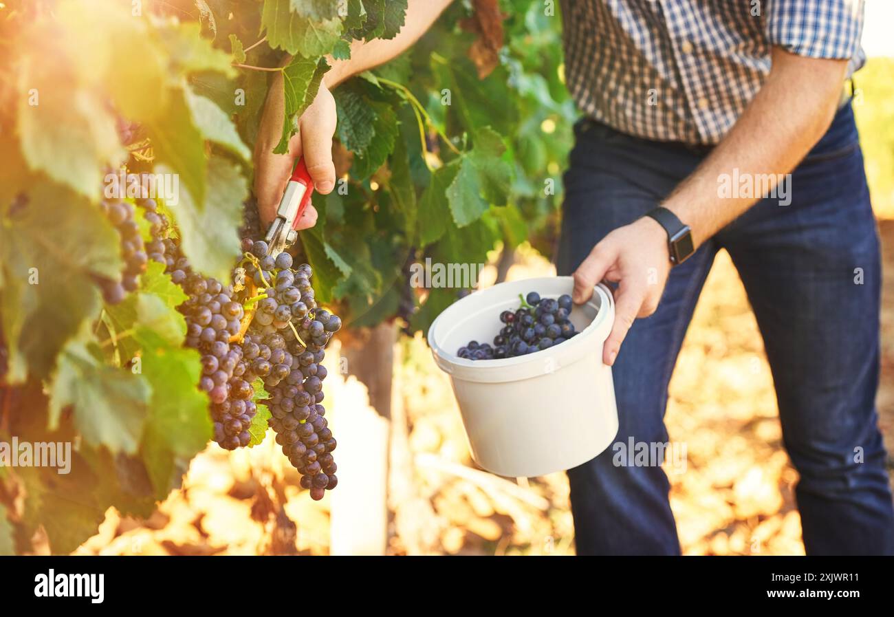 Farmer, bucket and vineyard with harvesting grapes in season for wine ...