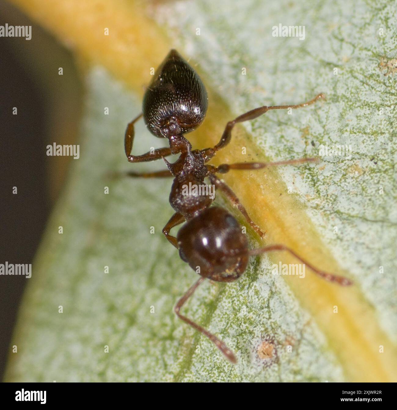 Acrobat Ants and Cocktail Ants (Crematogaster) Insecta Stock Photo - Alamy