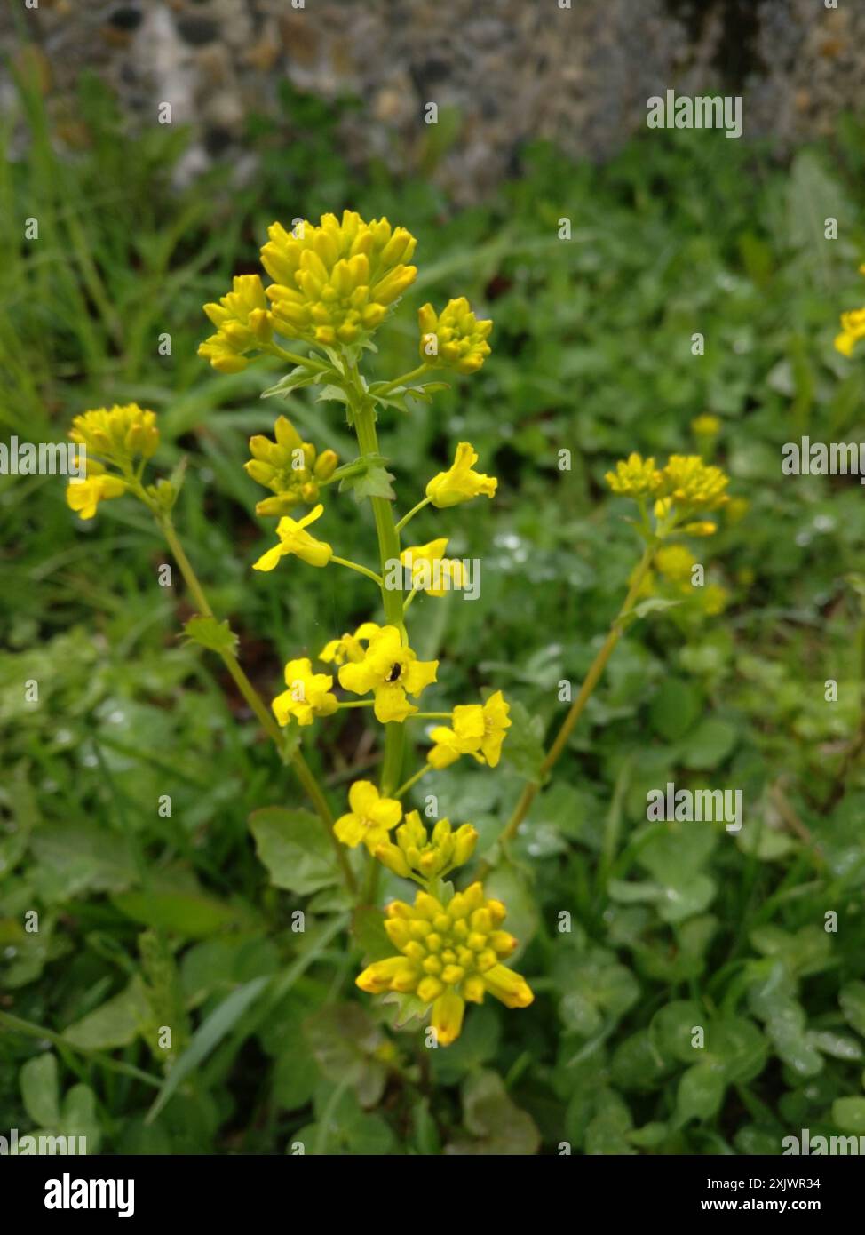 bitter wintercress (Barbarea vulgaris) Plantae Stock Photo - Alamy