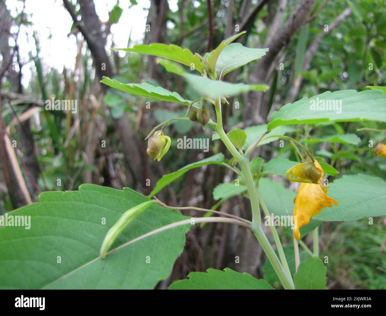 common jewelweed (Impatiens capensis) Plantae Stock Photo - Alamy