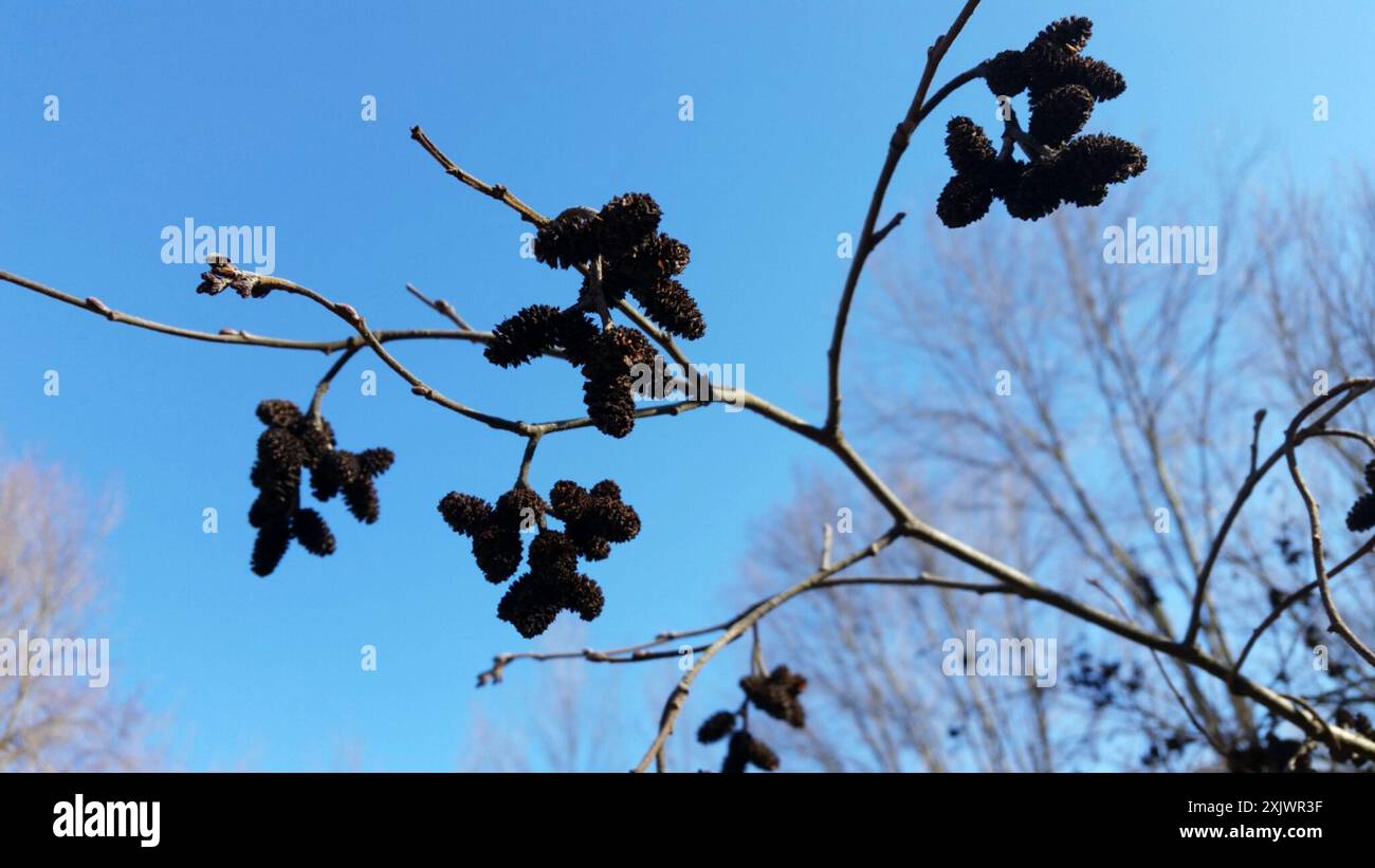 grey alder (Alnus incana) Plantae Stock Photo - Alamy