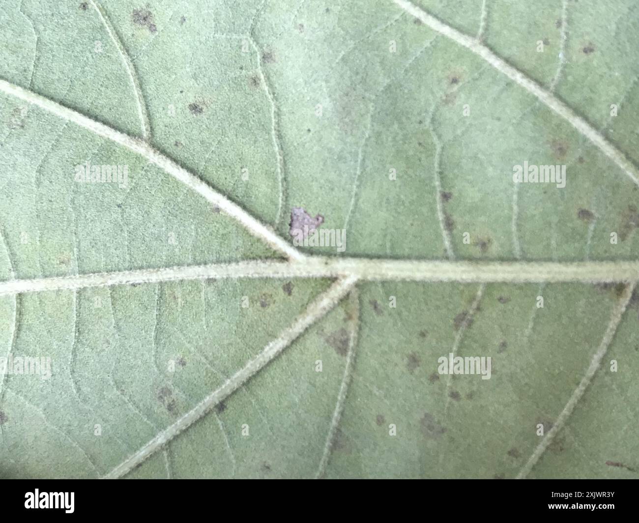 southern red oak (Quercus falcata) Plantae Stock Photo - Alamy