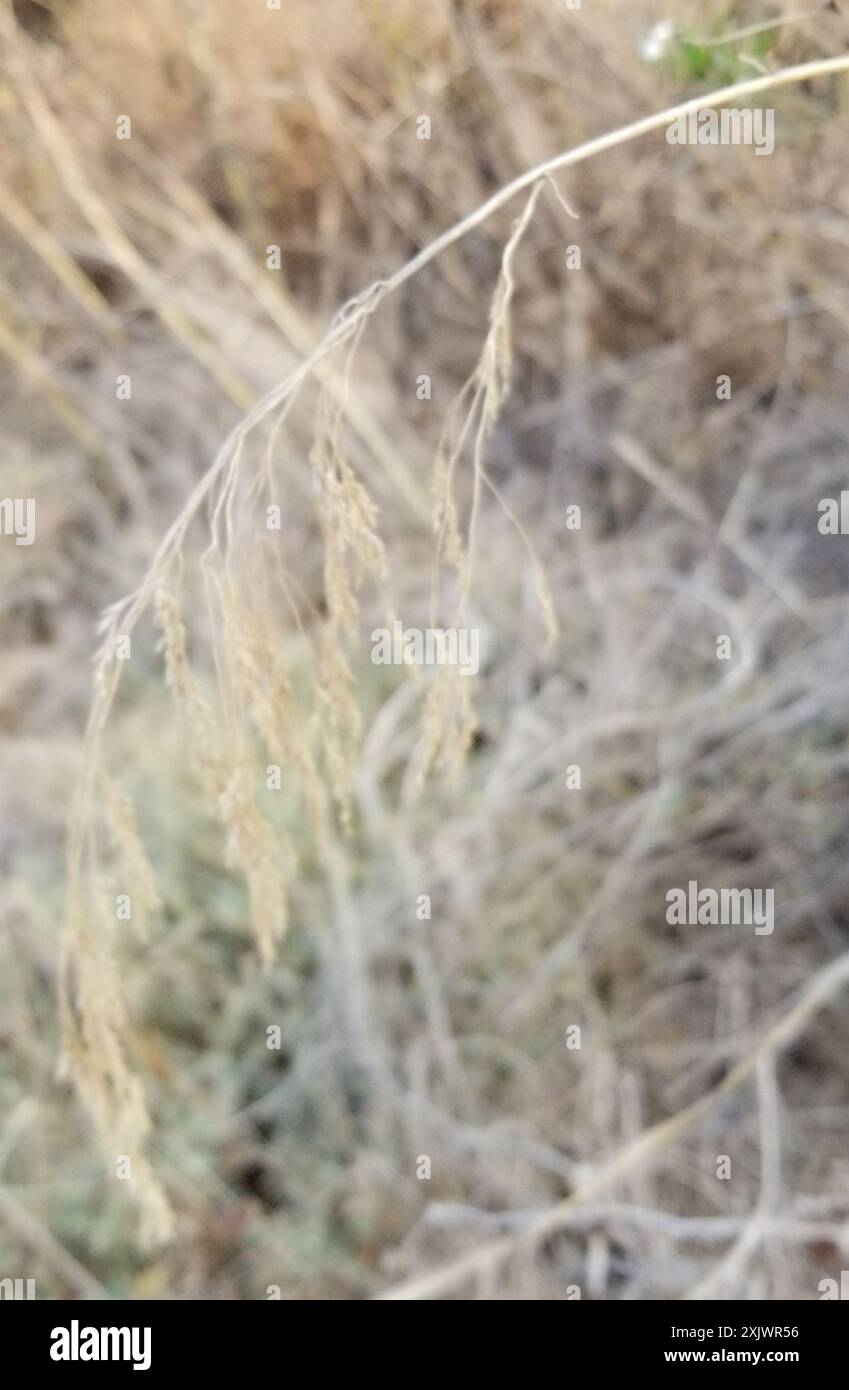 Smilo Grass (Oloptum miliaceum) Plantae Stock Photo - Alamy