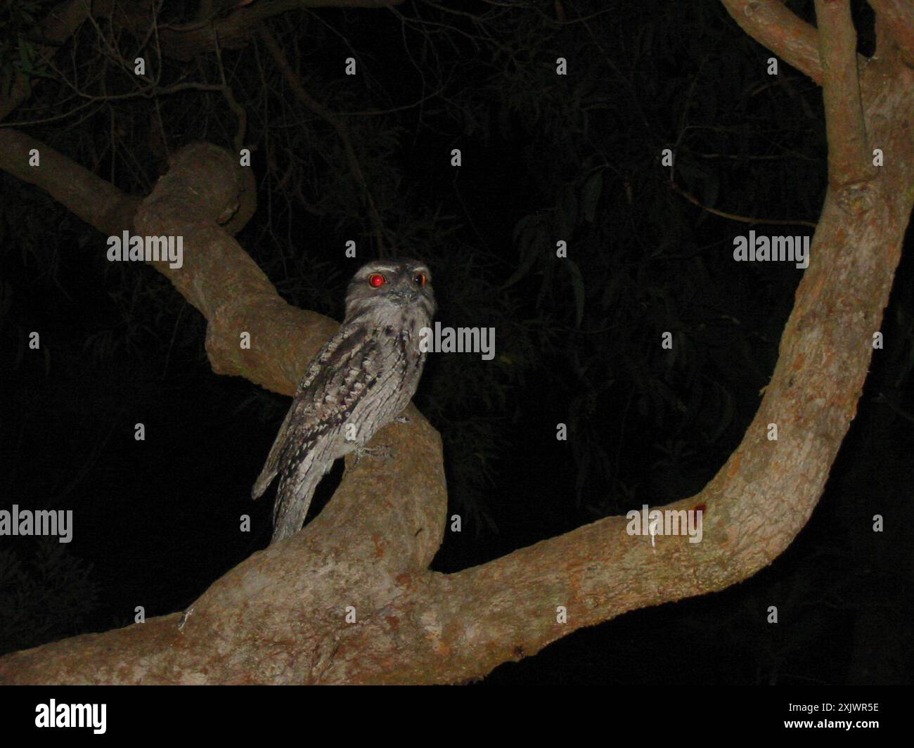 Tawny Frogmouth (Podargus strigoides) Aves Stock Photo - Alamy