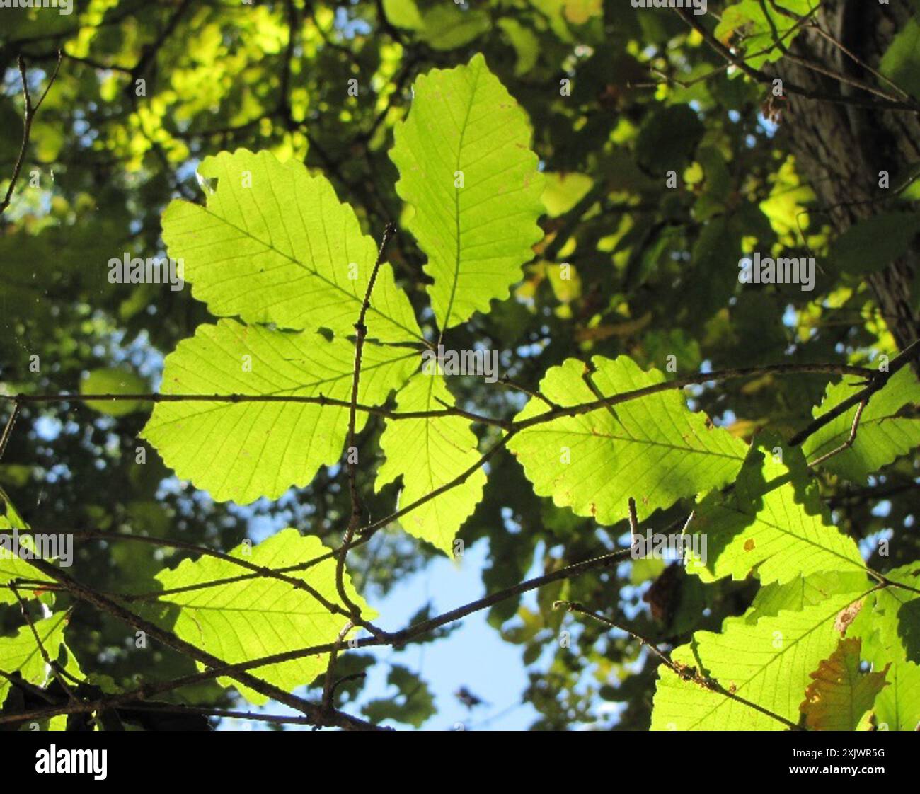 swamp chestnut oak (Quercus michauxii) Plantae Stock Photo - Alamy