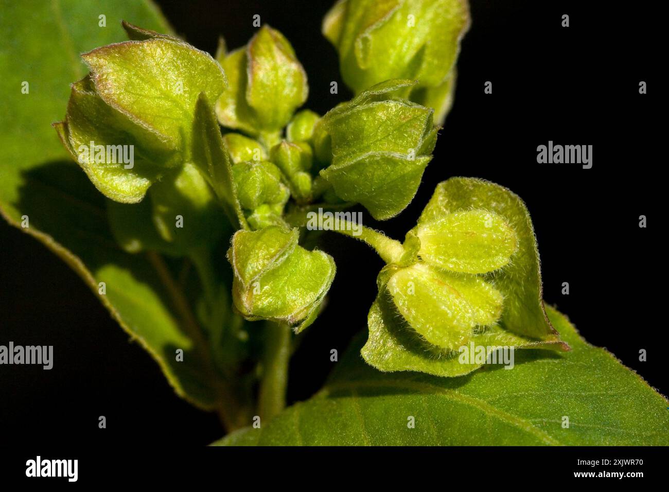 Wild Four o'Clock (Mirabilis nyctaginea) Plantae Stock Photo - Alamy